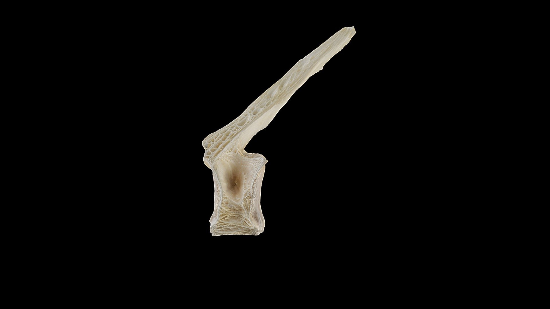 Cod (Gadus morhua) Abdominal Vertebra - 3D model by 4-OCEANS Virtual ...