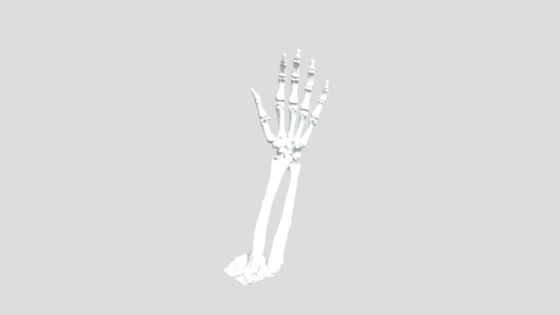 Human left forearm skeleton - 3D model by CJ (@Slash5) [063b659 ...