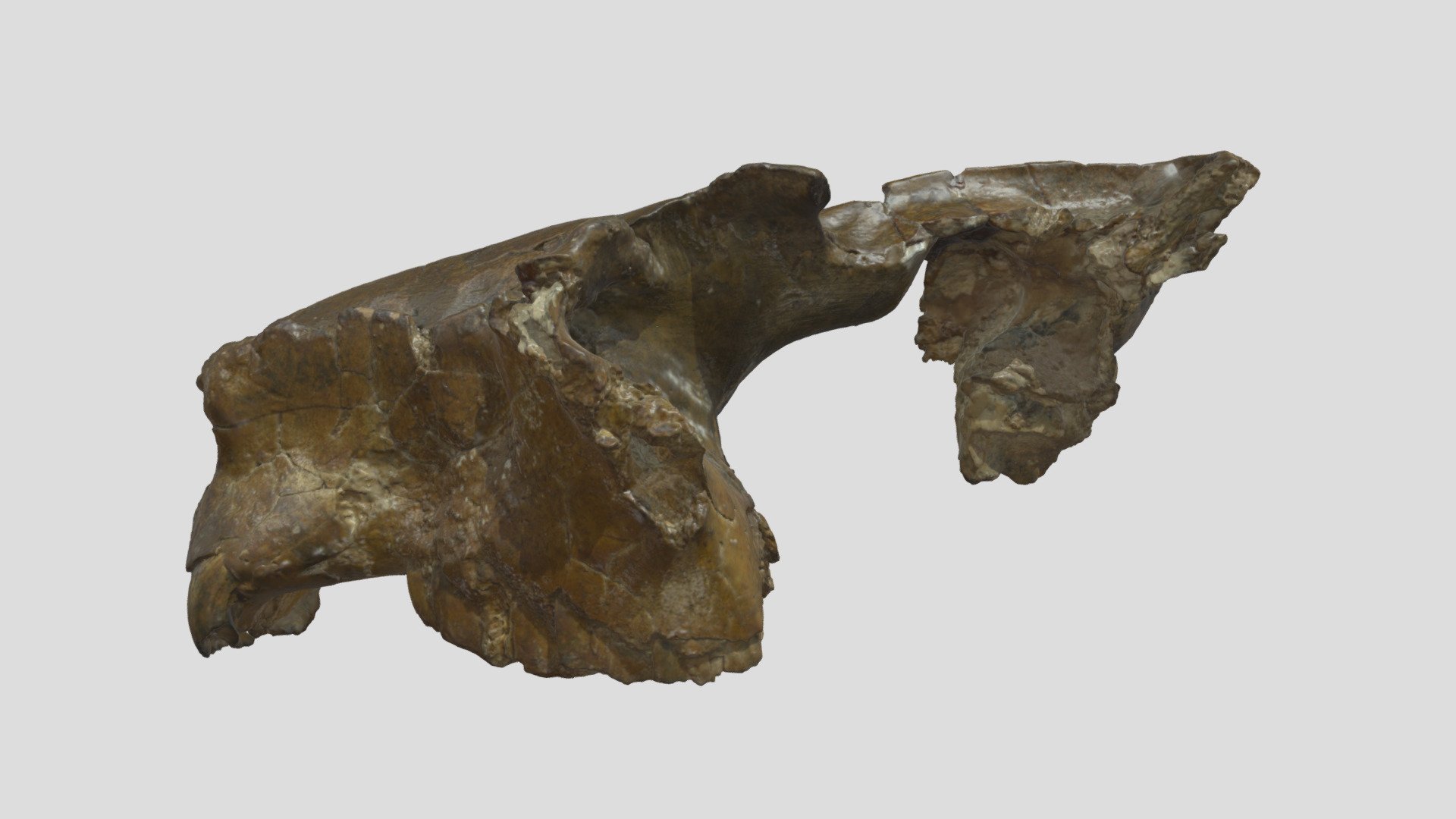 Mesotherium cristatum PIMUZ_A/V467 skull - 3D model by Palaeontological ...