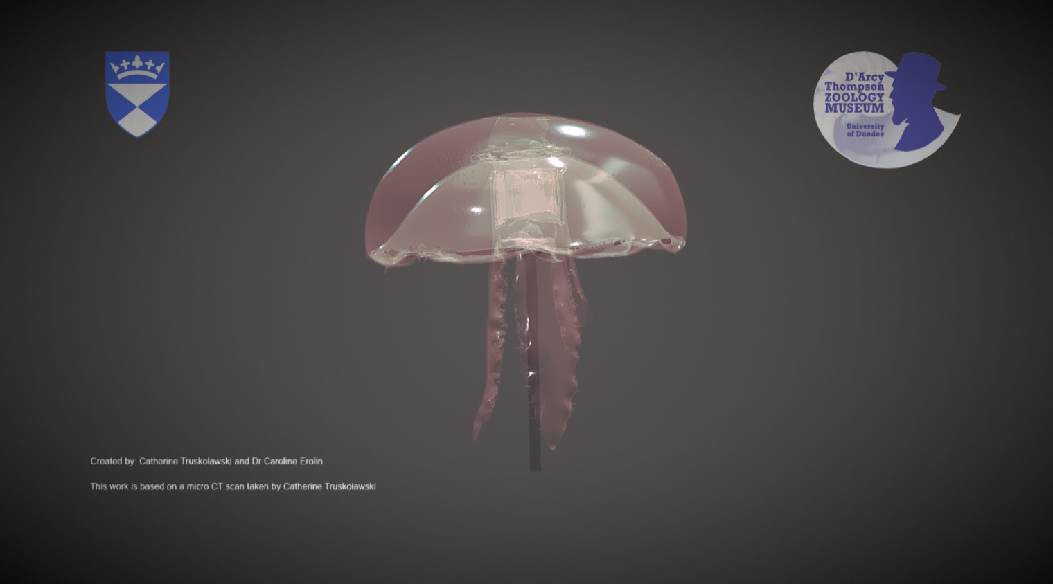 Blaschka Glass Model of Moon Jellyfish - Download Free 3D model by ...