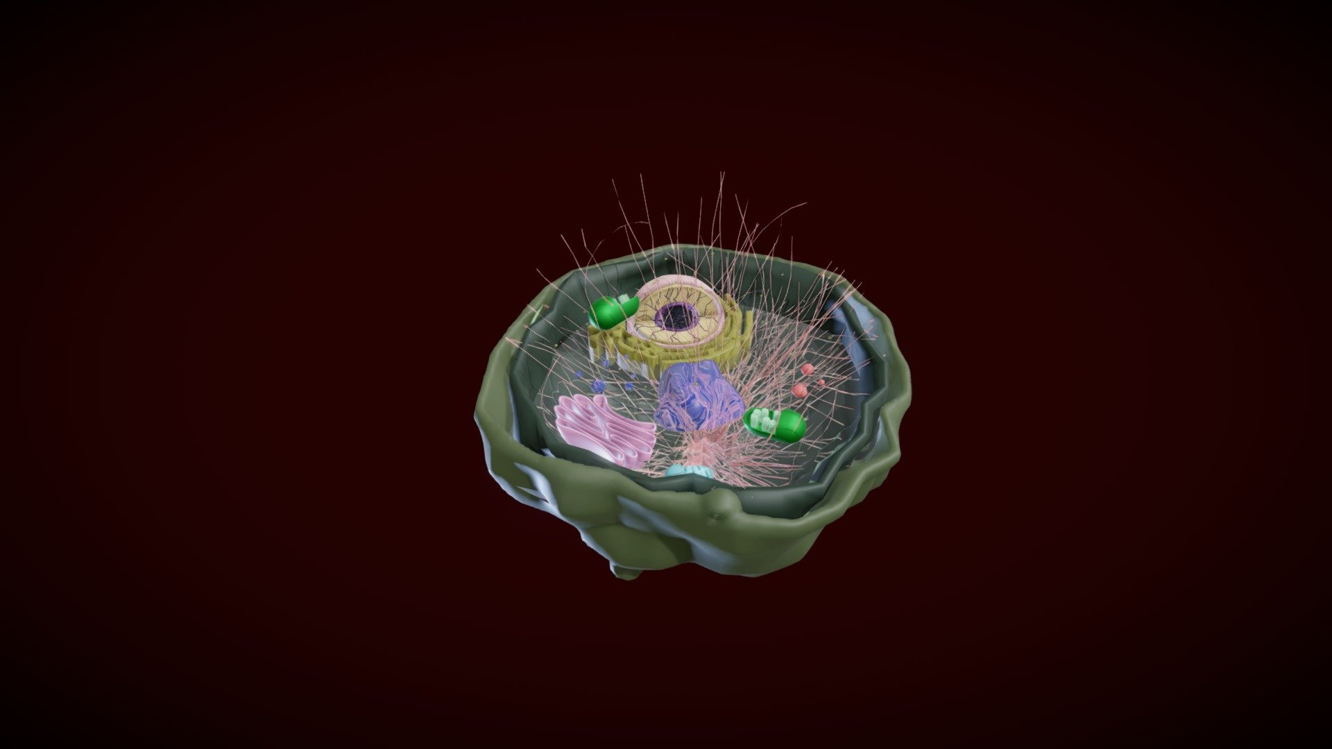 Plant Cell | Biology - Download Free 3D model by Oliver (@okchs ...