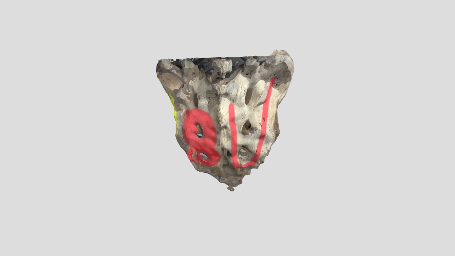 sacrum with attachment - Download Free 3D model by prajjawalit [06416ab ...