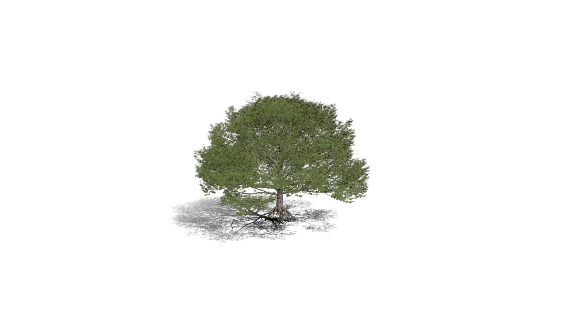 Realistic HD Northern red oak (5/138) - Download Free 3D model by ...
