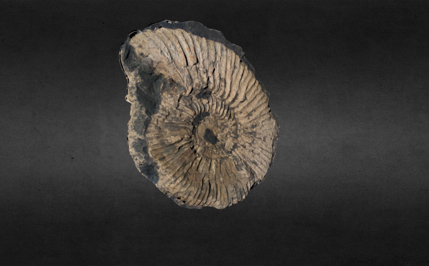 Pectinatites (Pectinatites) dorsetensis - Download Free 3D model by ...