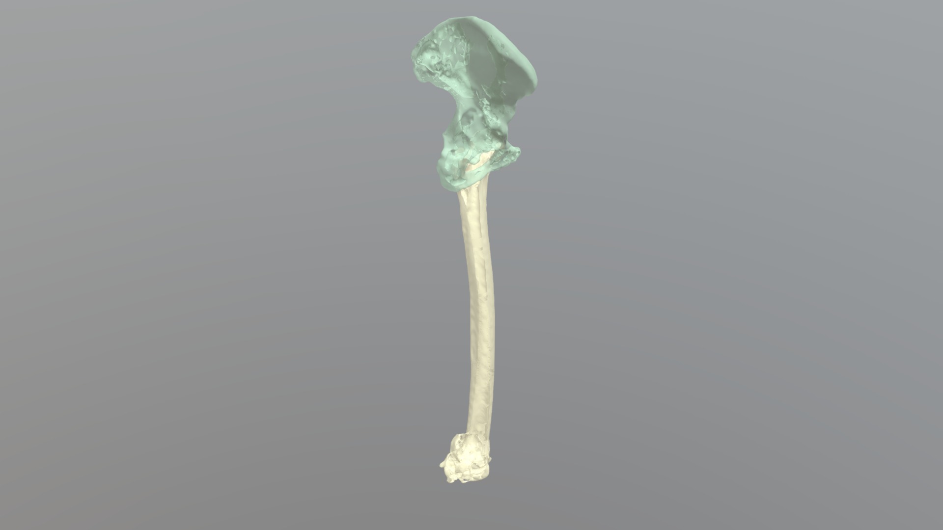 Femur+Pelvis - 3D model by lindsey.milgrom [0648e44] - Sketchfab