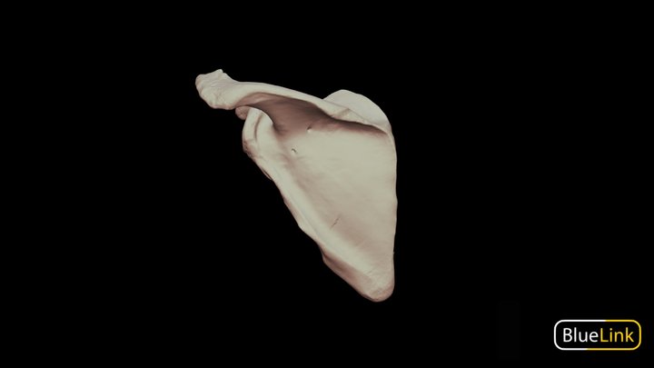 Left-scapula 3D models - Sketchfab