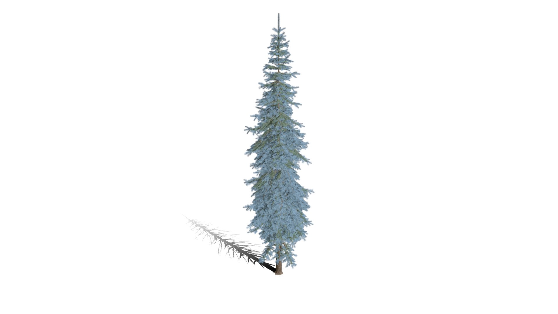 Realistic HD Colorado Blue spruce Koster (9/43) - Buy Royalty Free 3D ...