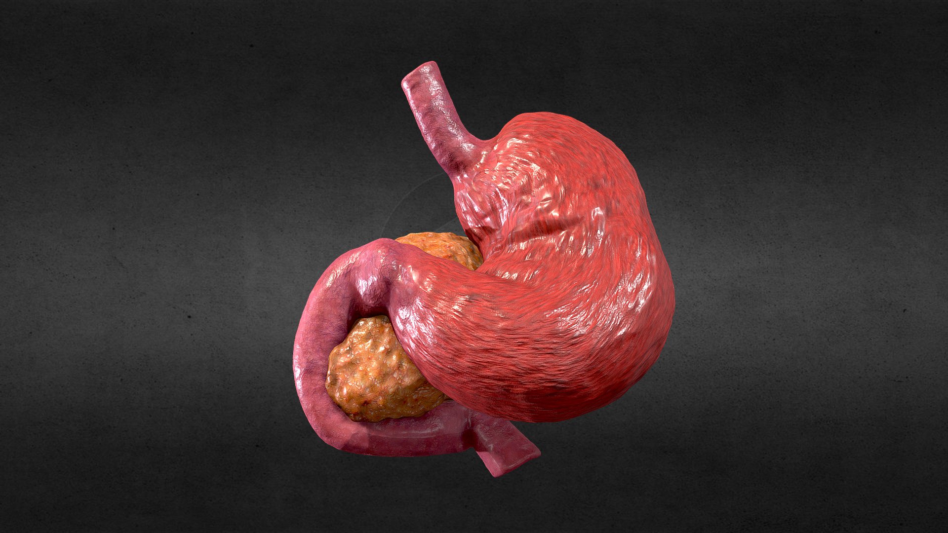 Stomach + Pancreas + animation - Buy Royalty Free 3D model by flarar-01 ...