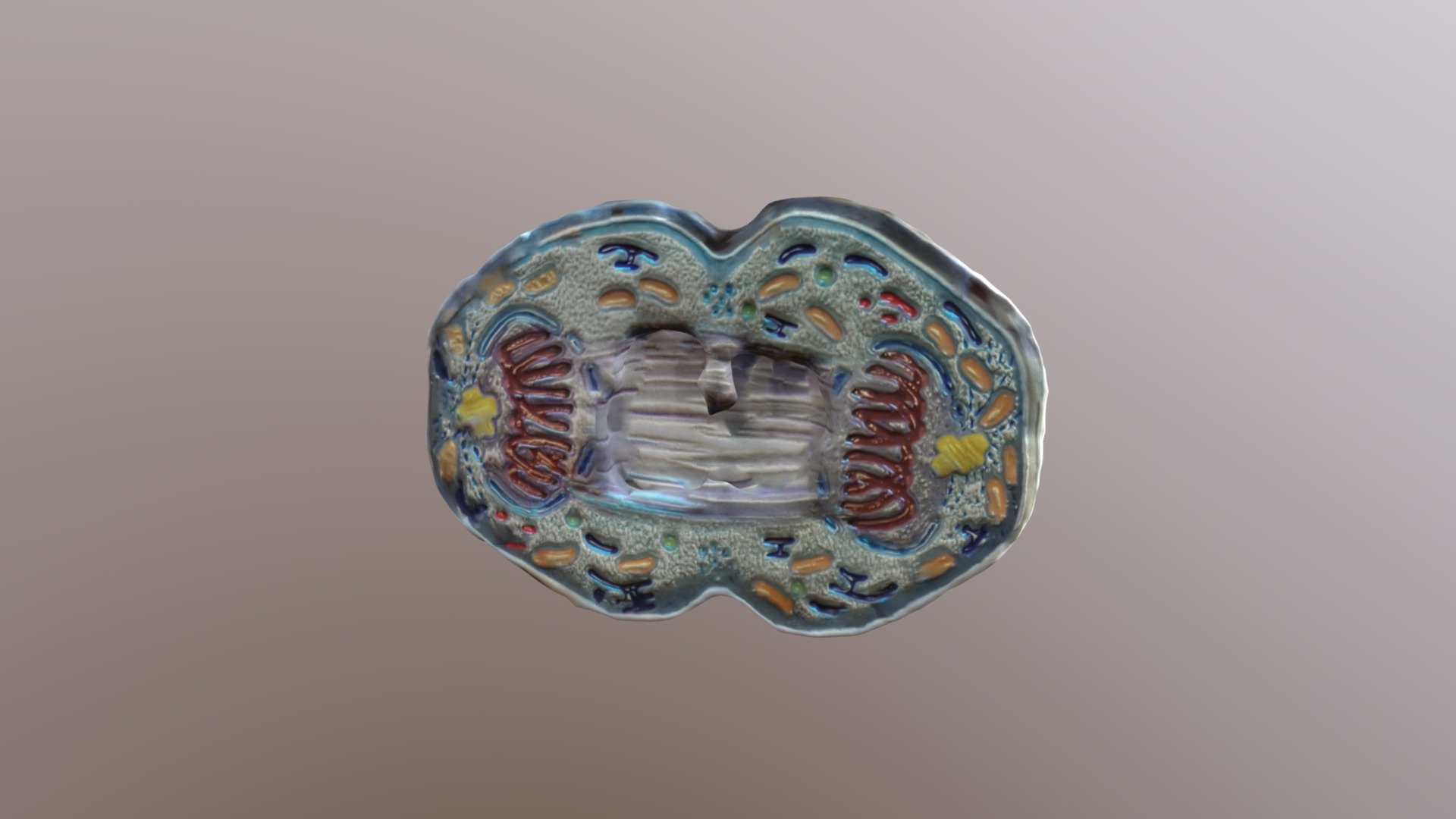 Mitosis Stage 8 - Download Free 3D model by jkane326 [06533e9] - Sketchfab