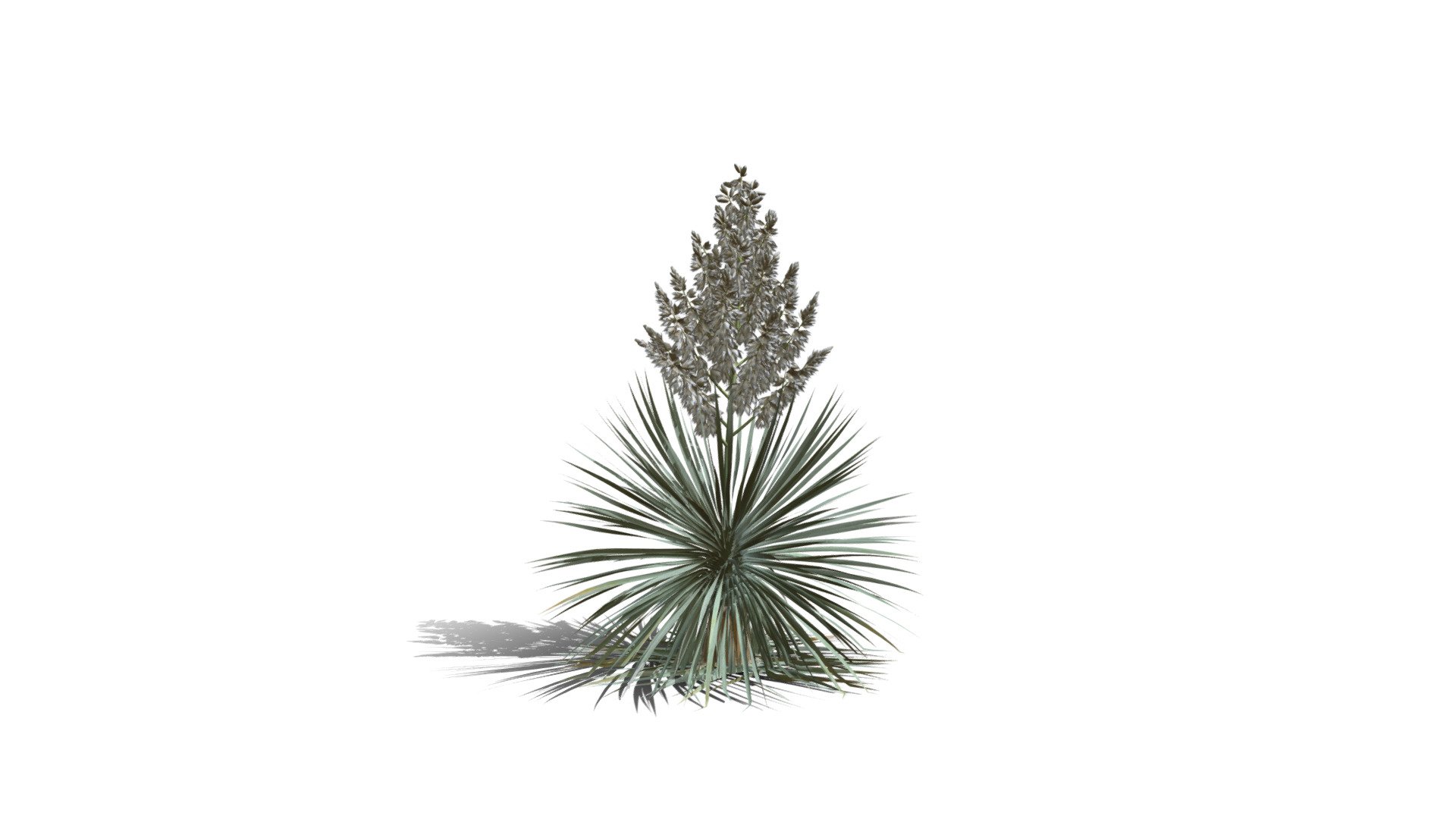 Realistic HD Beaked yucca (12/30) - Download Free 3D model by ...