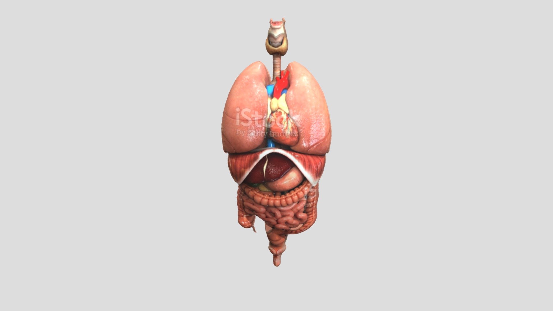 Organ Manusia by Wendi - 3D model by uuendi [0657ee3] - Sketchfab