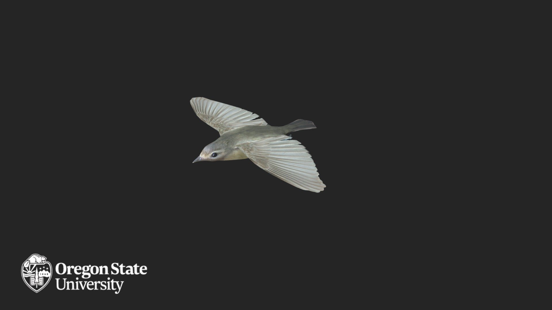Warbling Vireo - in Flight - Download Free 3D model by Oregon State ...