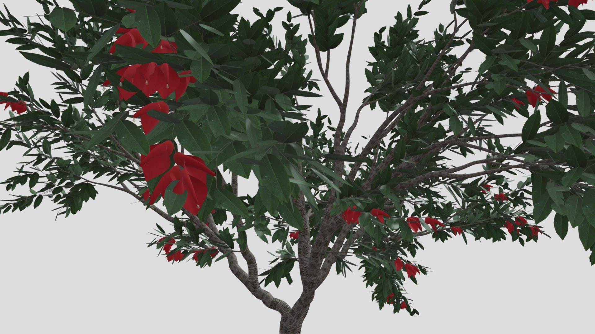 Ceibo 2 - Download Free 3D model by dinda.artist [06616f6] - Sketchfab