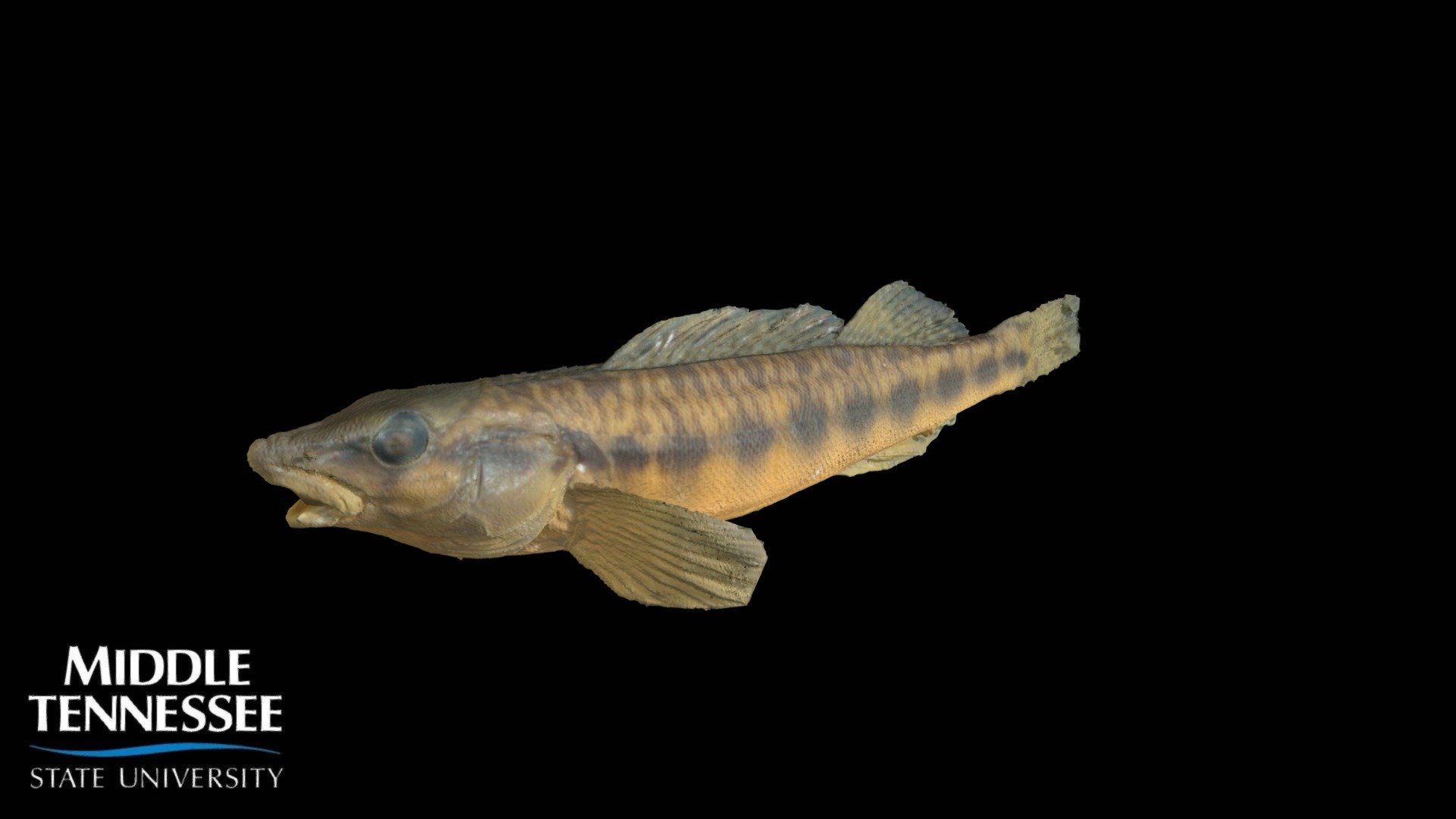 Blotchside Logperch - Percina burtoni - Download Free 3D model by ...