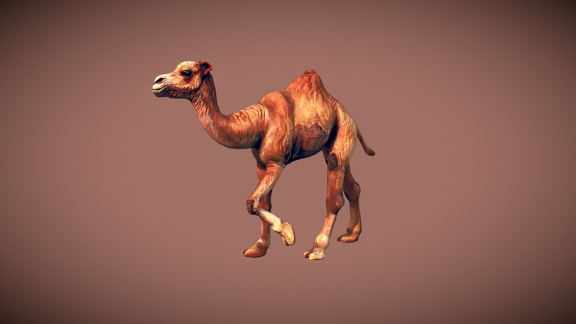 Dromedary Camel - 3D model by cherishloveart [066e375] - Sketchfab