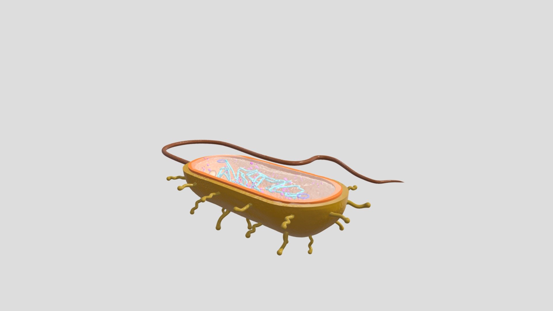 Prokaryotic Cell - 3D model by Júlio Panzera (@juliopanz) [066fa44 ...
