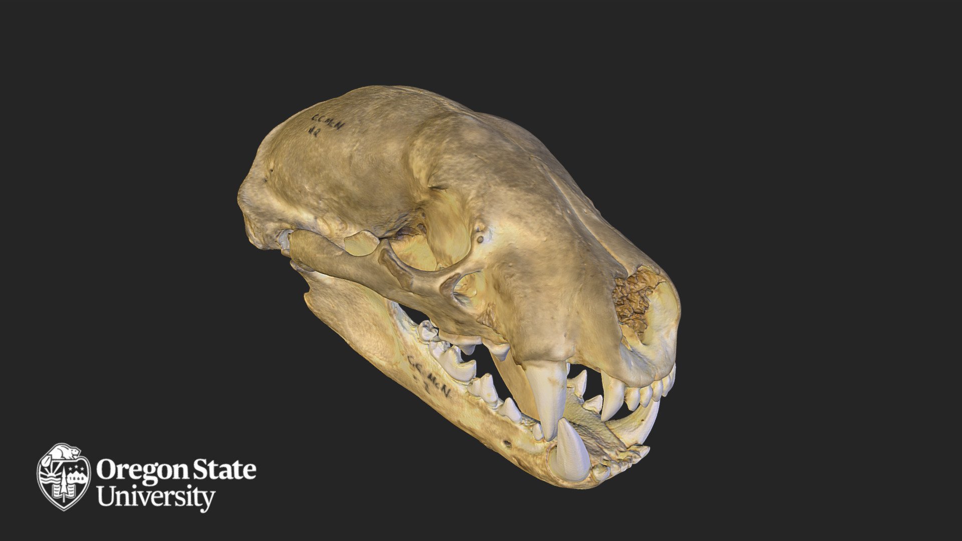 American Badger - FW1504 - Download Free 3D model by Oregon State ...
