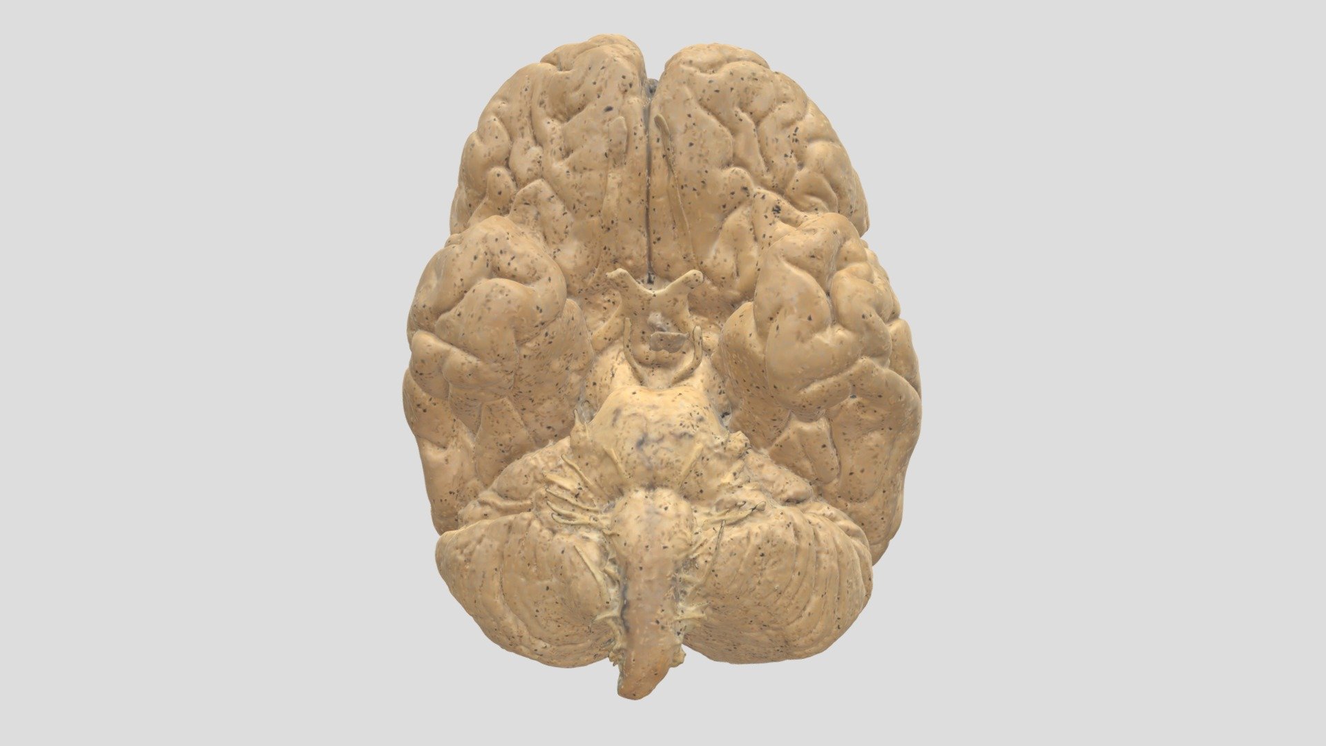 Hersenen - Elnadi - 3D model by AnatomyUgent (@emaudena) [0677cfa] - Sketchfab