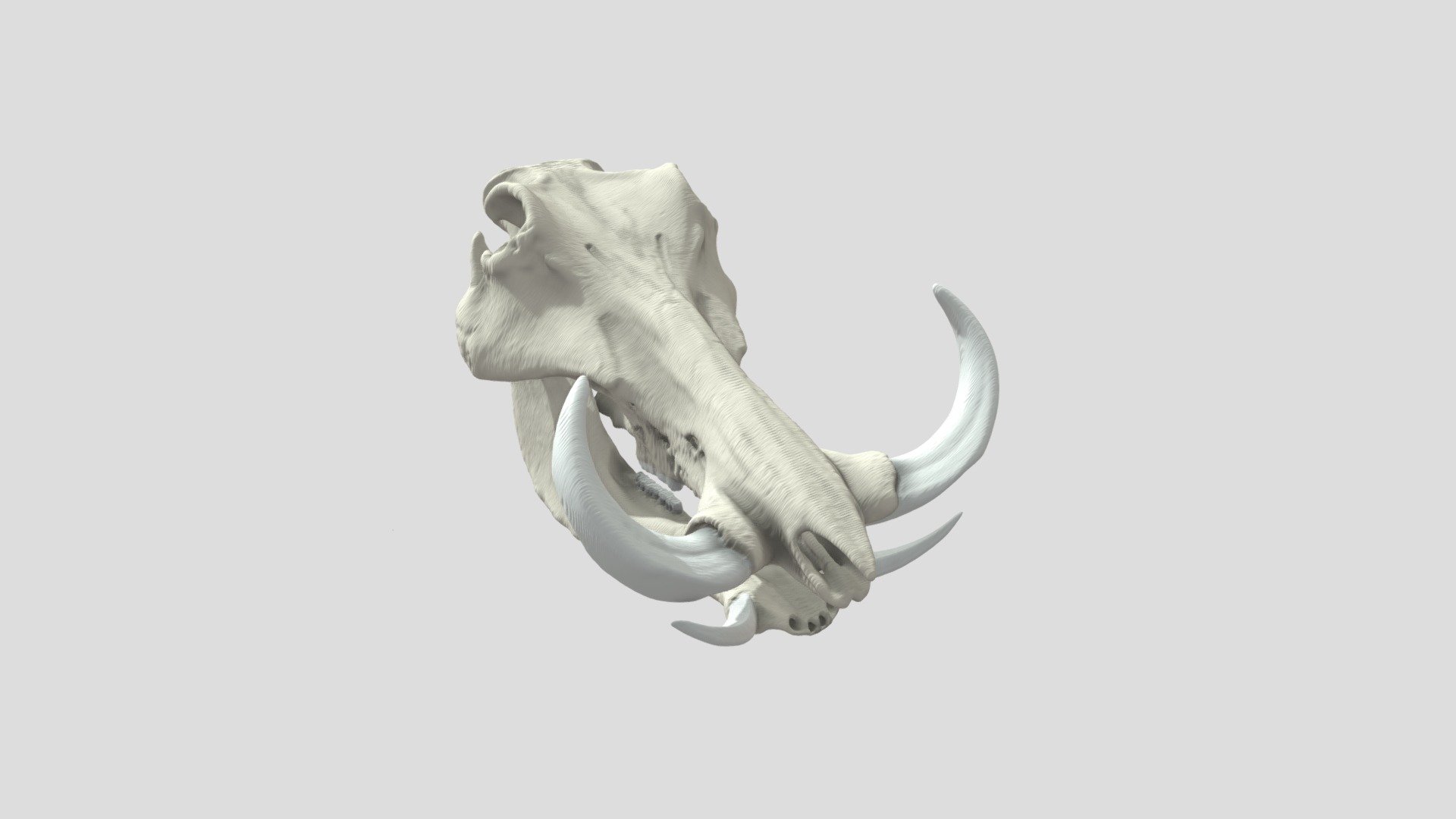 Warthog skull and teeth chewing - 3D model by Evans EvoMorph Lab ...