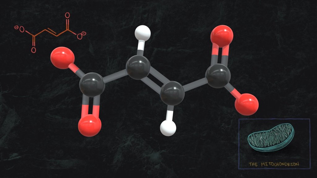 Oxidative Phosphorylation - A 3D model collection by University of ...