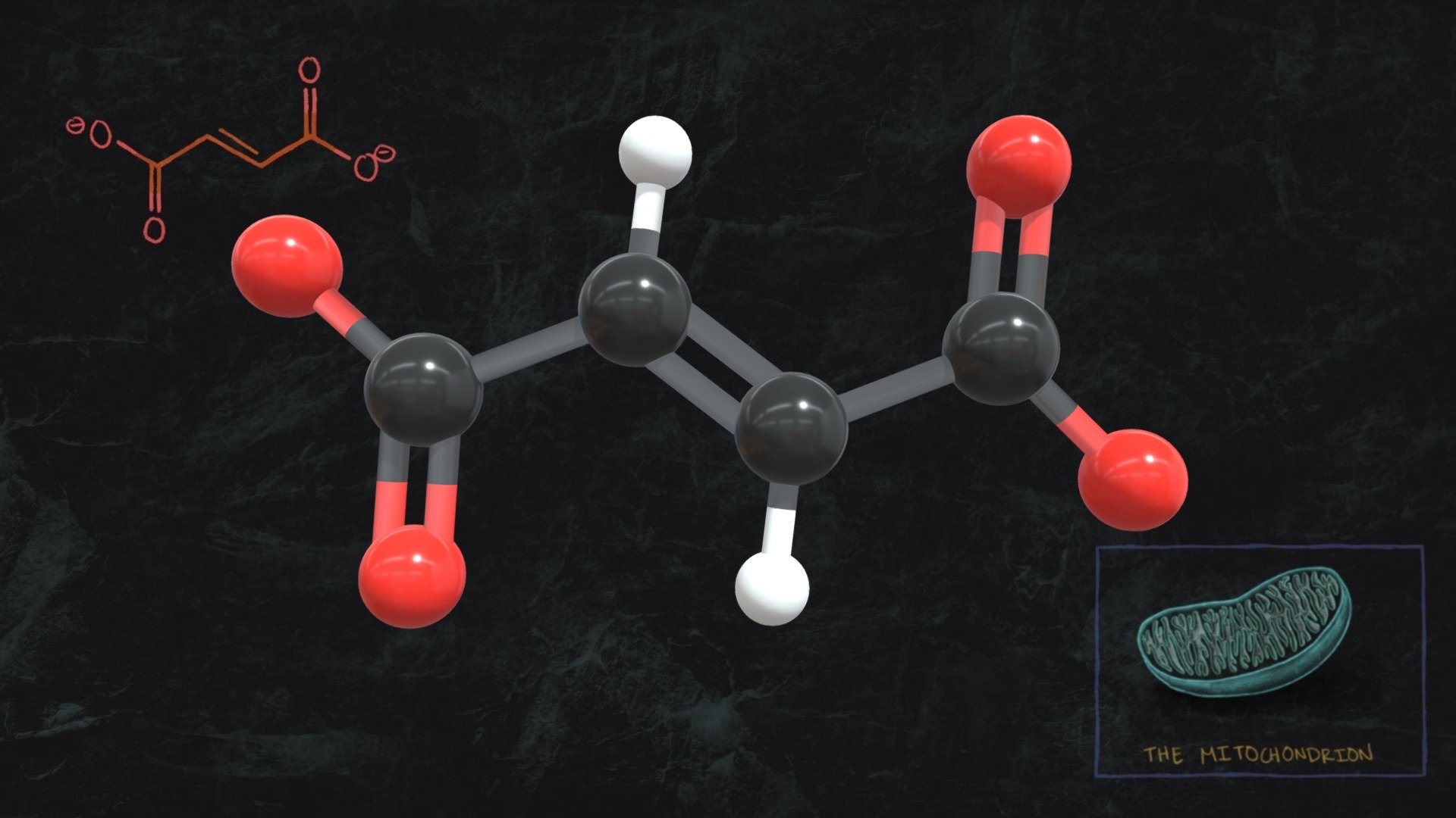 Fumarate - 3D model by University of Dundee, CAHID (@anatomy_dundee ...