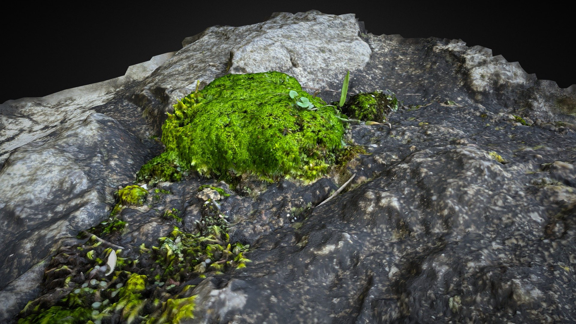 Small moss on wet rocks [raw scan] - Download Free 3D model by ZiemniaQ [068a31b] - Sketchfab