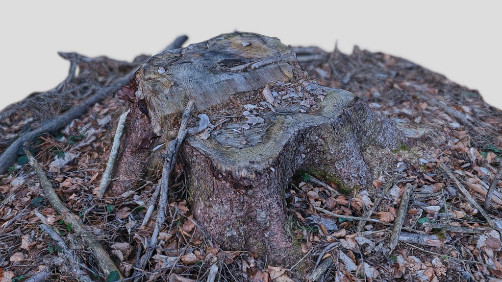 Tree scans - A 3D model collection by immerge - Sketchfab