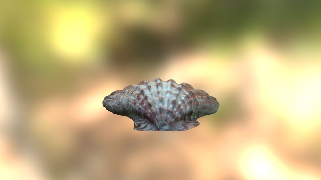 Shell - 3D model by software.appdev [0694176] - Sketchfab
