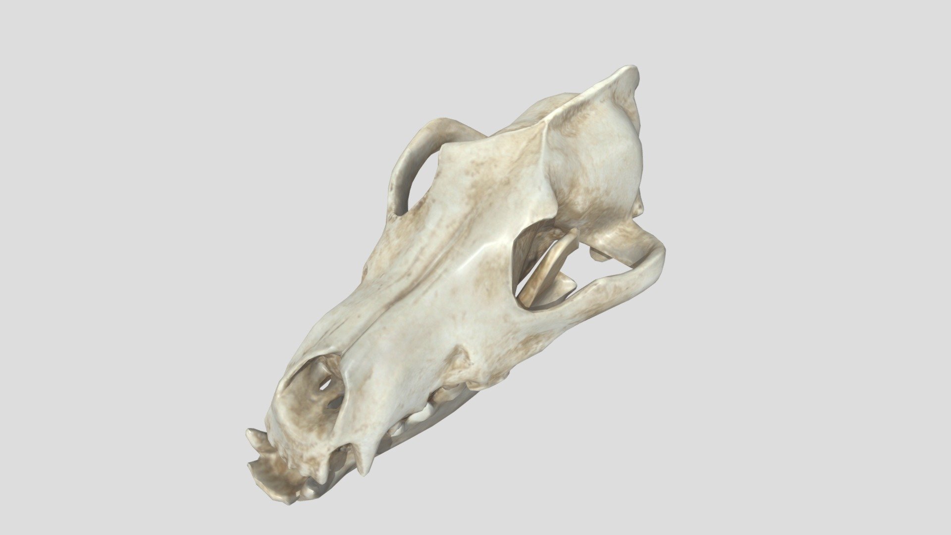 Wolf Skeleton - 3D model by 3D_Data_Service [06947f8] - Sketchfab