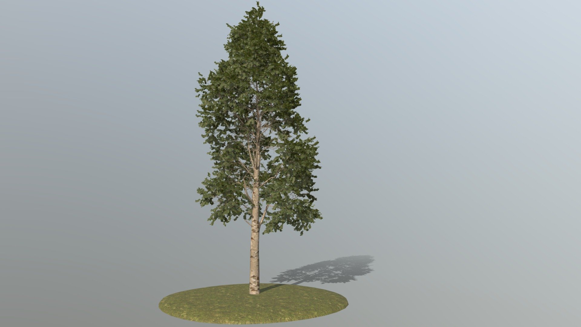 Birch Tree - Buy Royalty Free 3D model by Studio Lab (@studiolab.dev ...