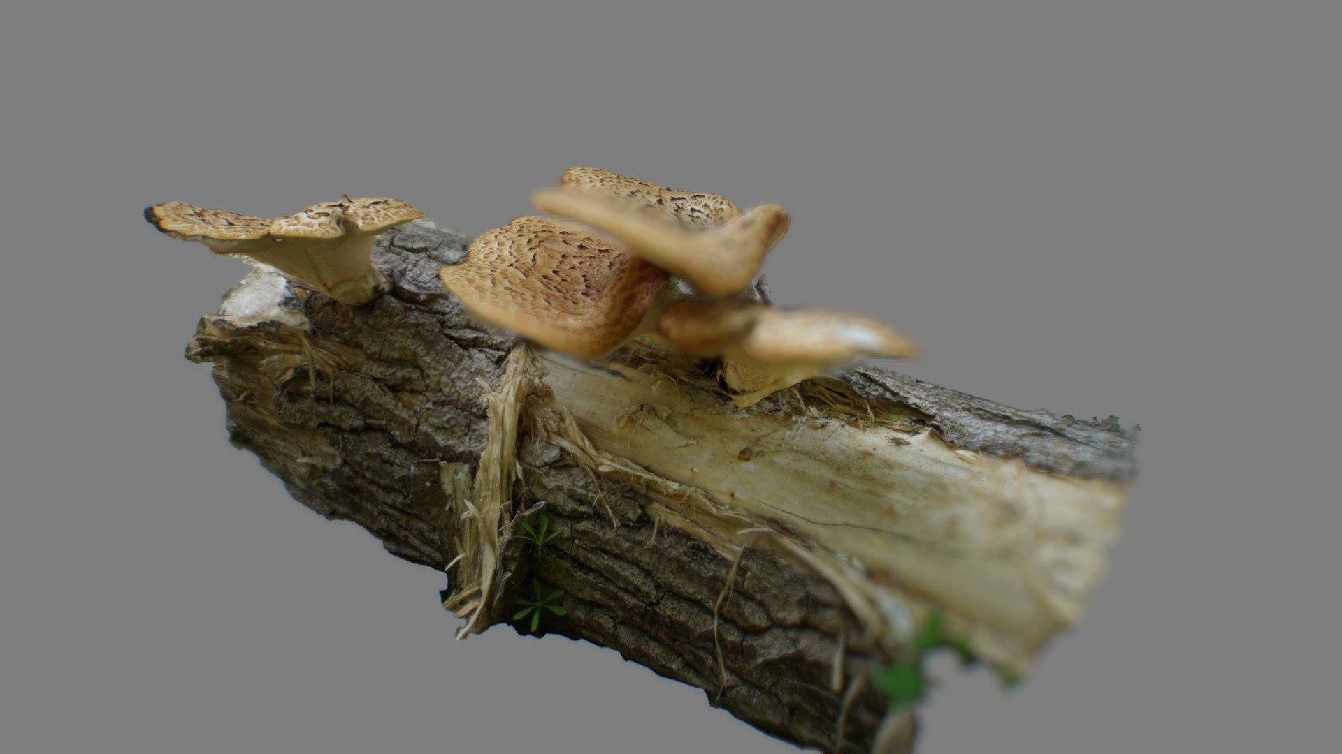 Woodland Fungus - Download Free 3D model by stuff scanner (@boypuff ...