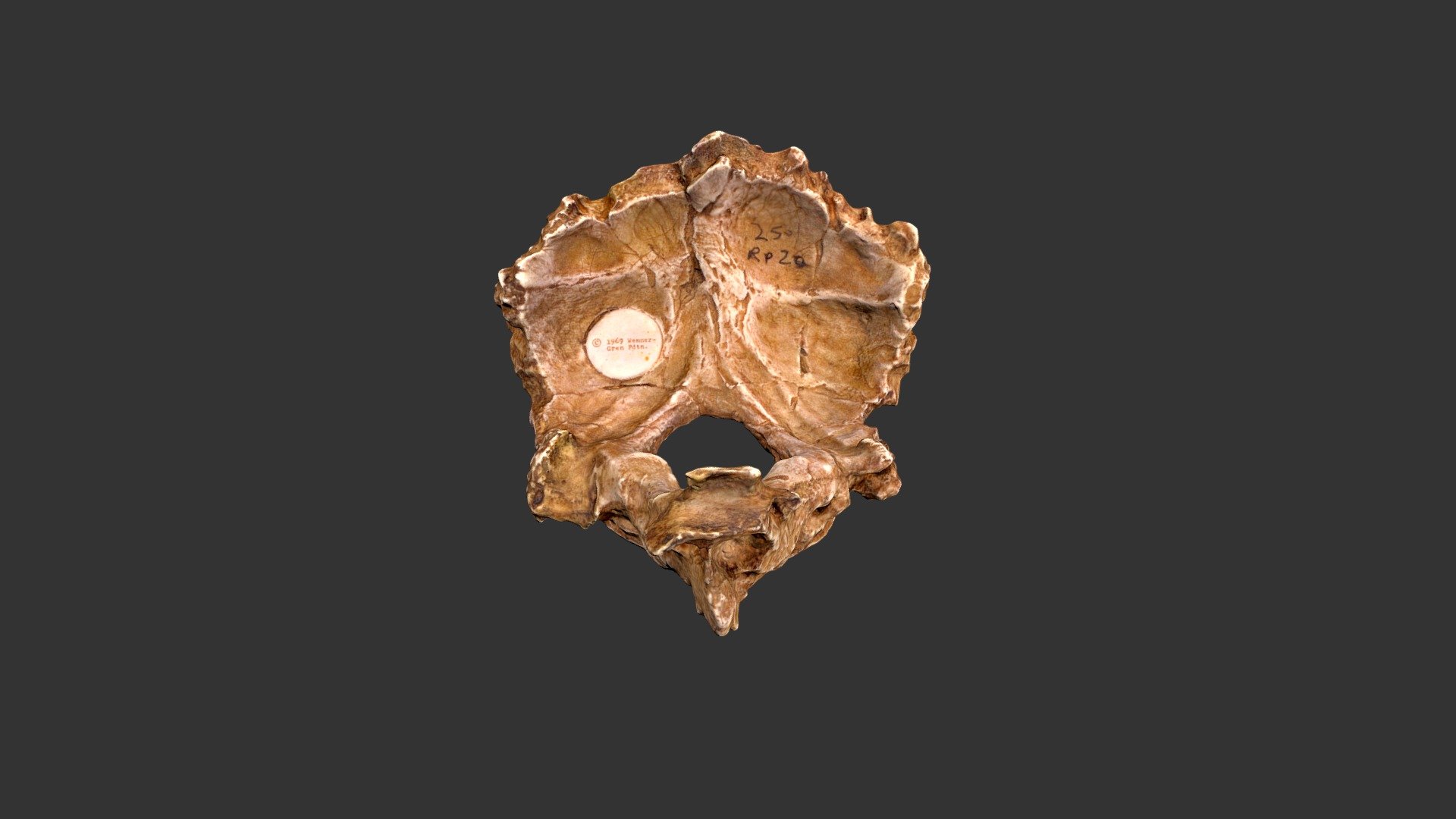Paranthropus boisei (2501.1rp20-3) - cranium - Download Free 3D model ...