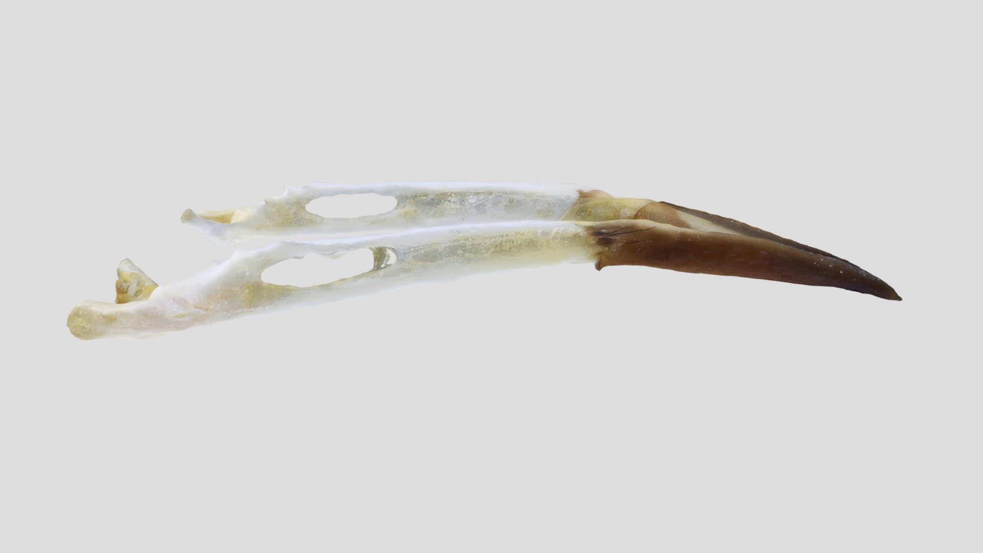 UWYMV:Bird:1226, S. coronata auduboni, Mandible - Download Free 3D ...