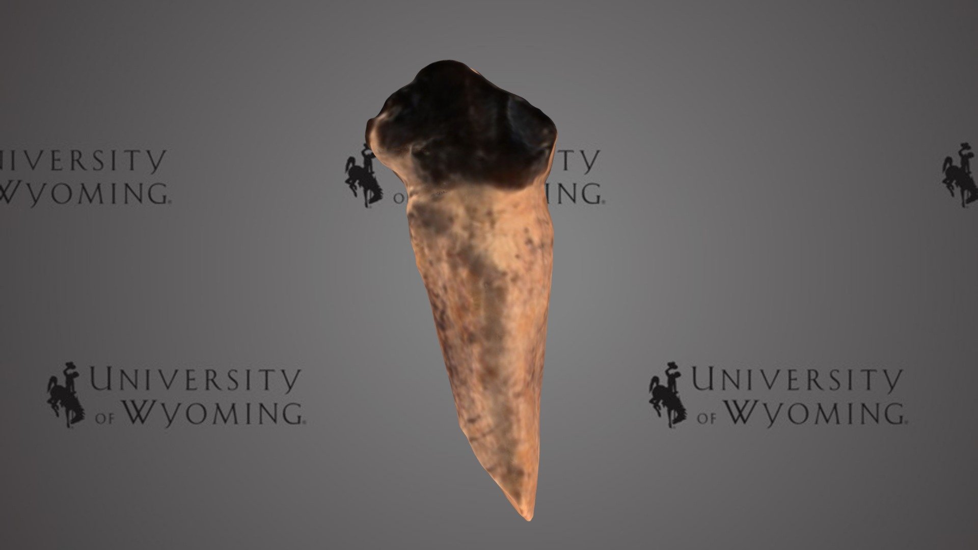 UW 9512 K - Coryphodon sp., Tooth - Download Free 3D model by ...