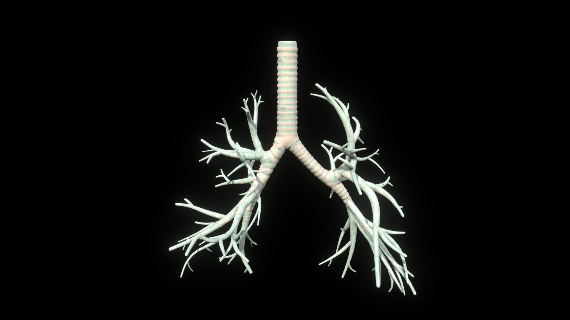 Trachea and Broncheal Tree - 3D model by Friso Jansen (@frisojansen ...