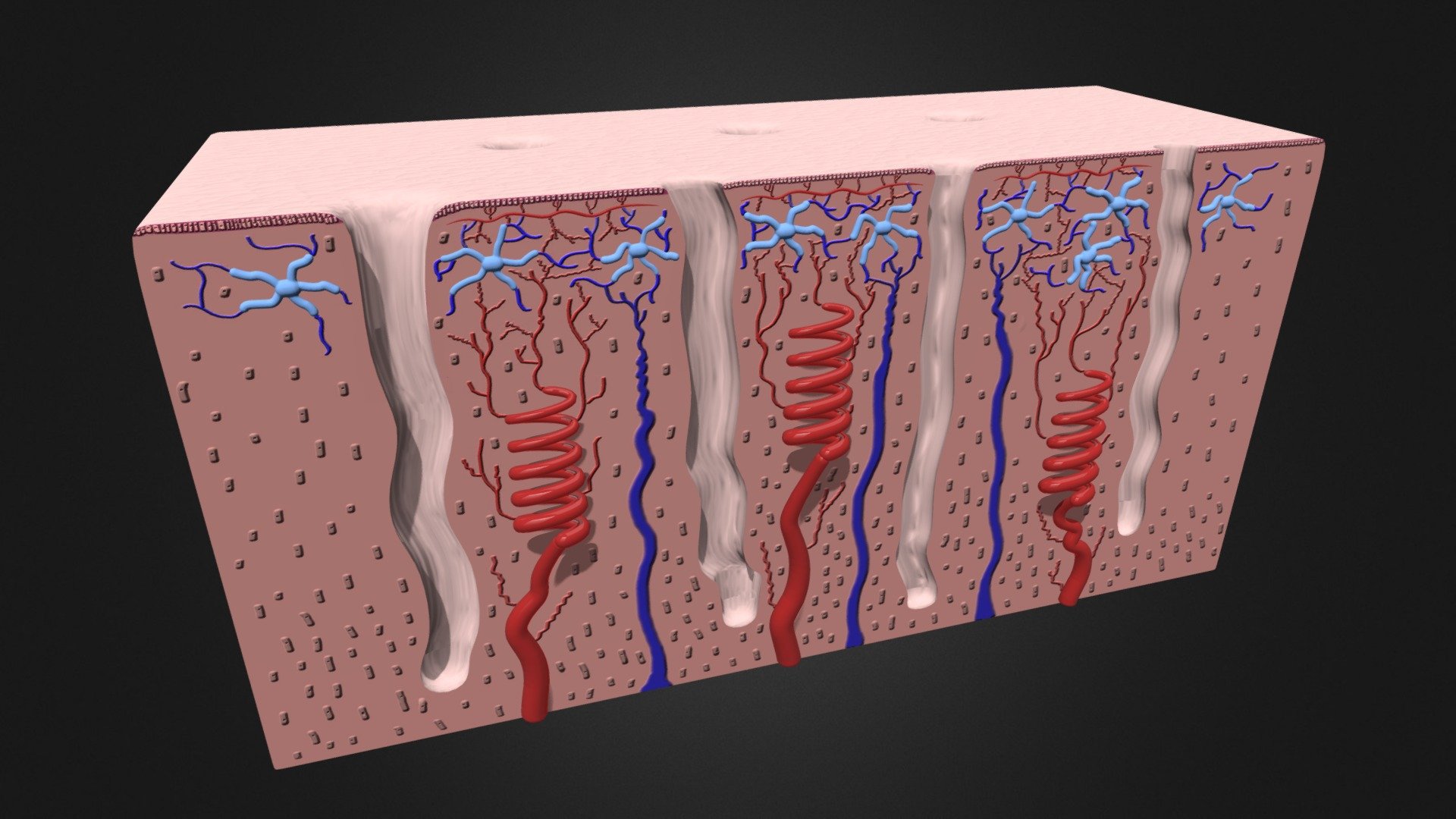 Endometrium Final - Download Free 3D model by iqcenter [06a5272 ...