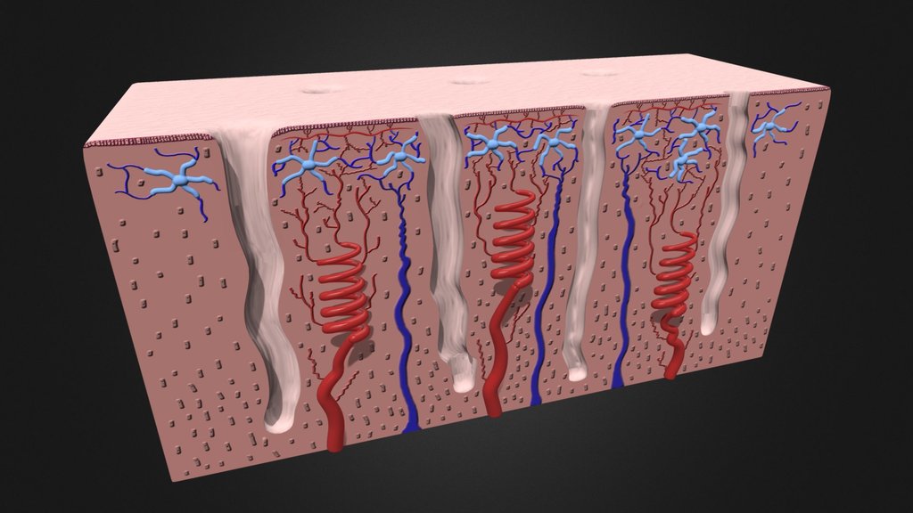 Microanatomy Fall 2020 - A 3D model collection by iqcenter - Sketchfab