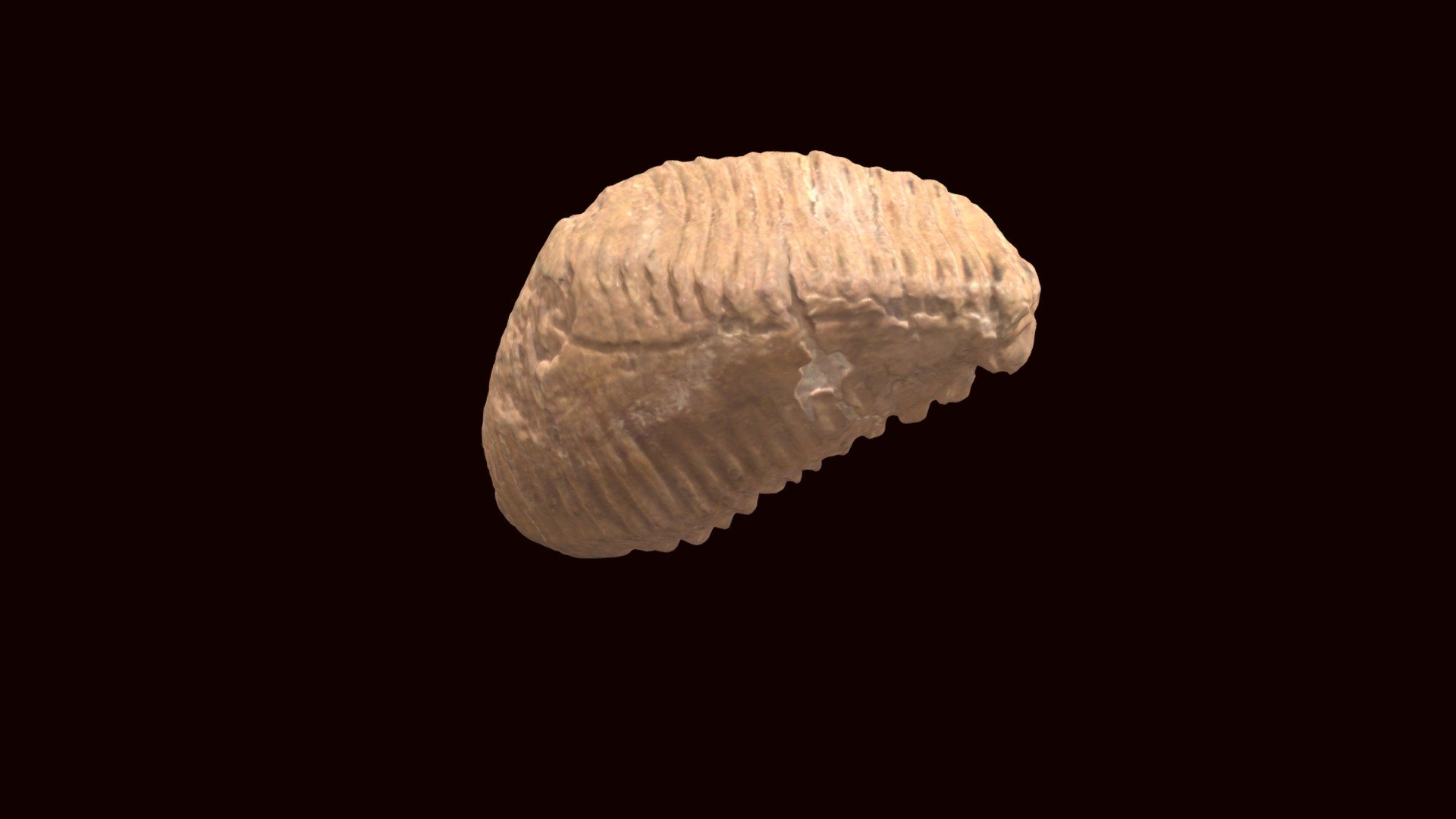 Mammoth Molar (VCU_3D_7837) - Download Free 3D model by Virtual Curation Lab ...