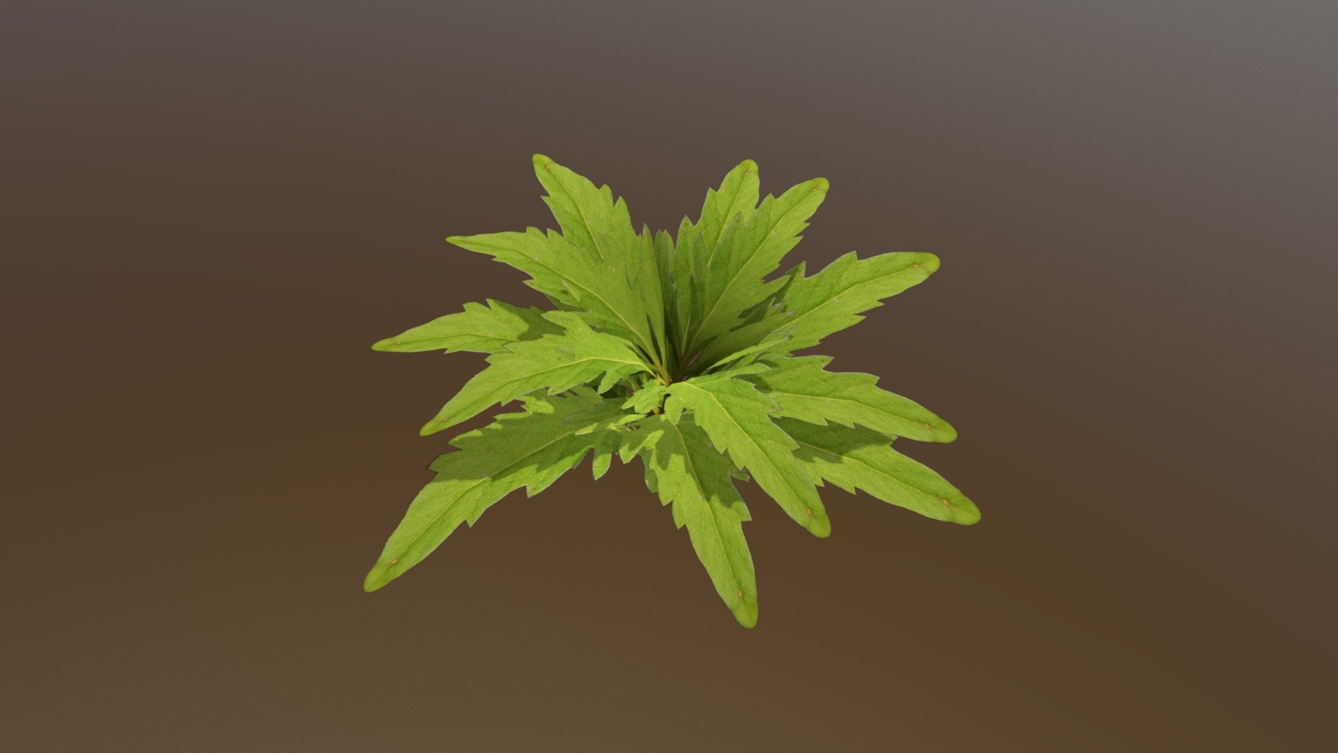 Fern - 3D model by Michael Tunnicliffe (@michaelt) [06b622b] - Sketchfab