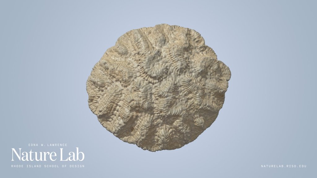 Sea Life - A 3D model collection by RISD Nature Lab (@RISDNaturelab ...
