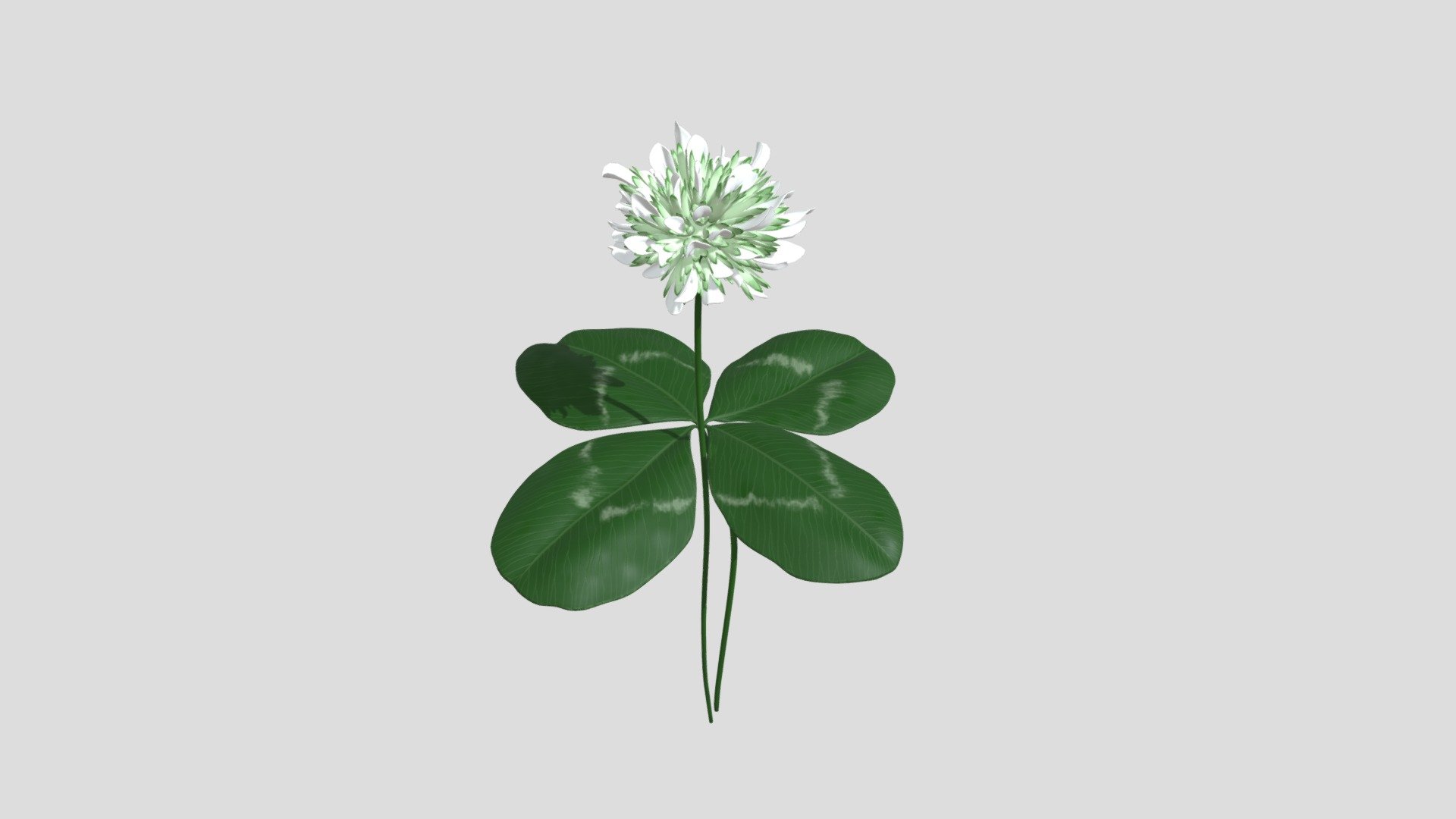 Clover - 3D model by amsiu [06bbe52] - Sketchfab