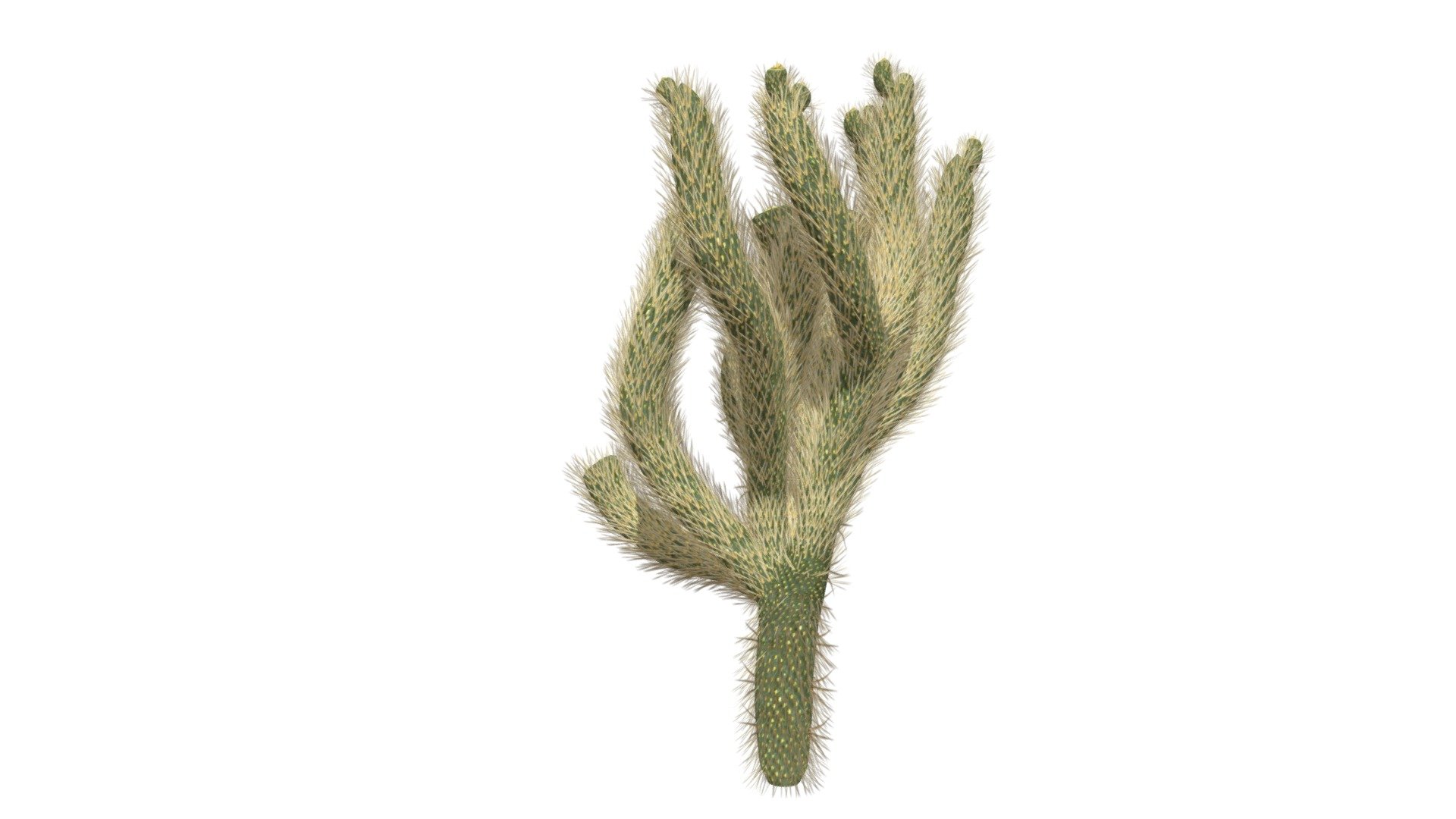 Cholla Cactus Plant #02 - Buy Royalty Free 3D model by meshshape ...