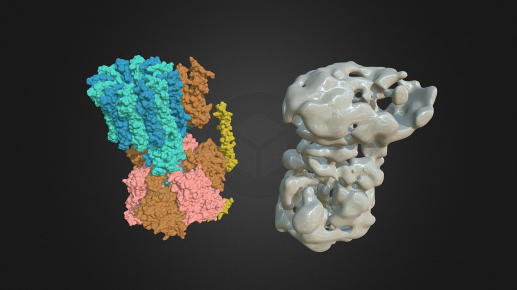 Bovine FoF1 ATP Synthase - STRUCTURE (2015) - 3D model by Interactive ...