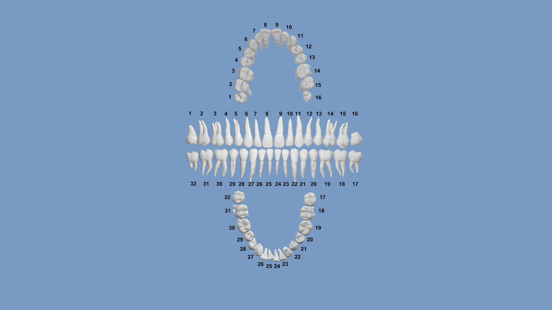 Forensic Dental Reference - 3D model by Terrie Simmons-Ehrhardt ...
