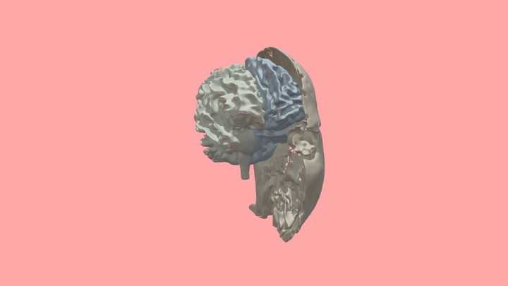 Brainstem 3D models - Sketchfab