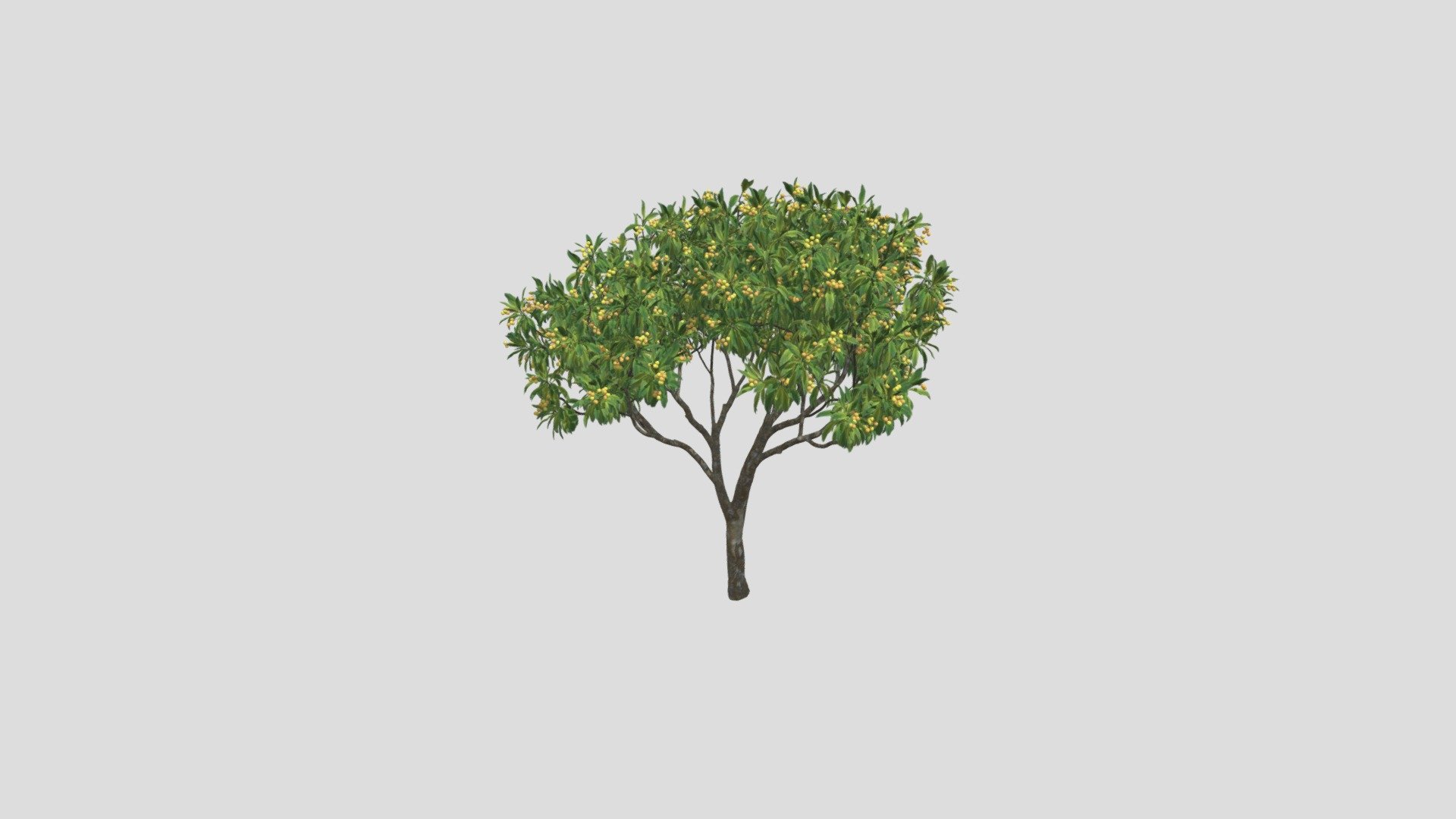 Loquat tree 4 AM210 Archmodel - Buy Royalty Free 3D model by Evermotion ...