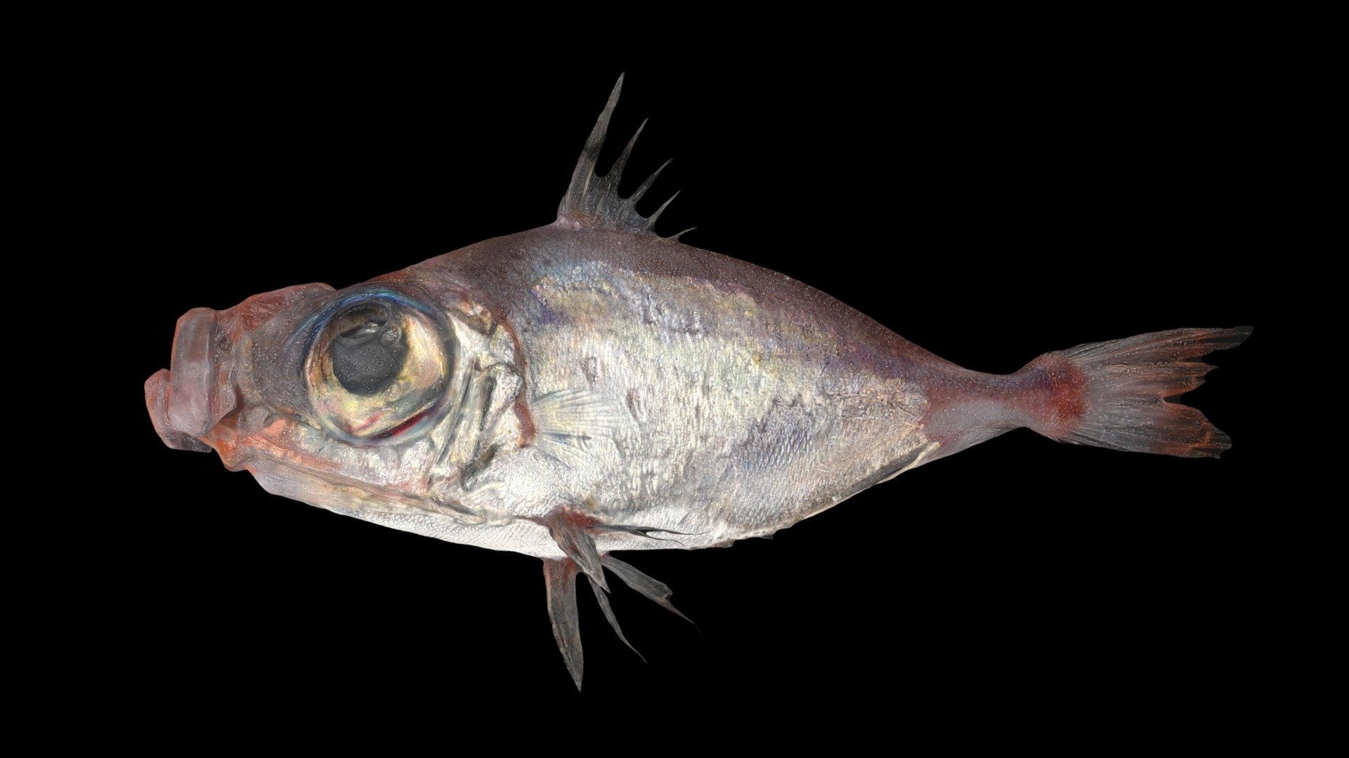 CC0 ソコマトウダイ 🐟 Japanese Dory, Zenion japonicum - Download Free 3D model ...