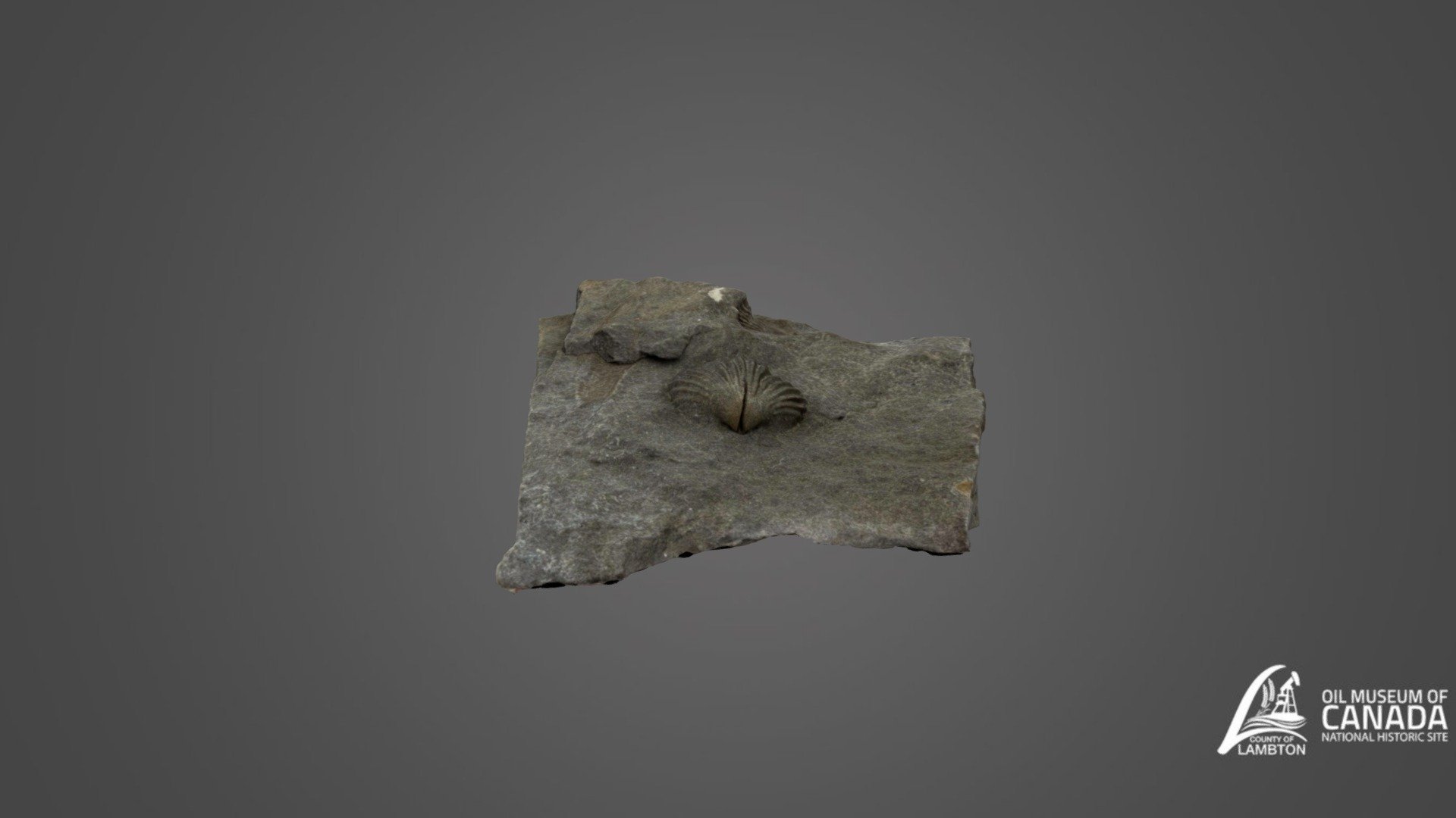 Mold of Shell in Shale Rock Geology Kit Sample - Lambton County Museums