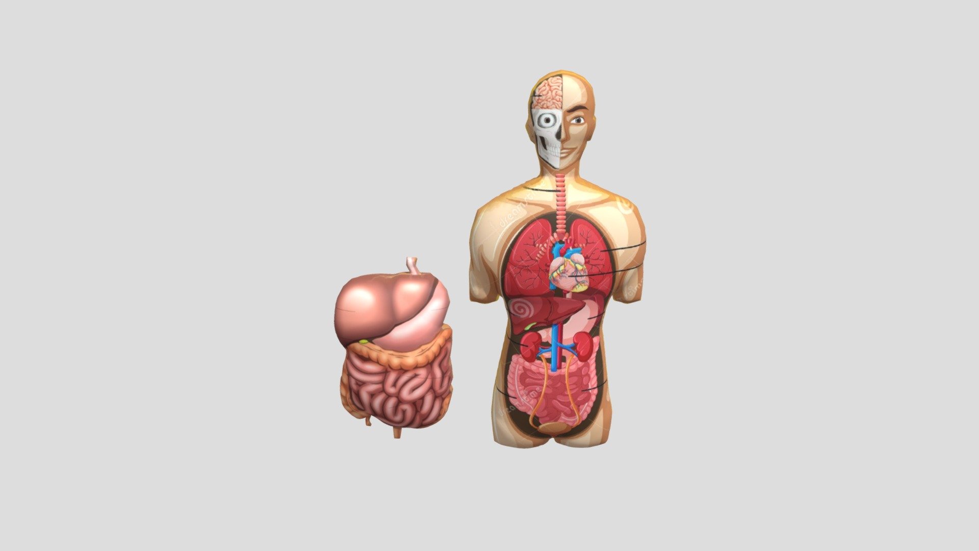 Contoh Organ Manusia - Download Free 3D model by alfanesta [06e026a ...