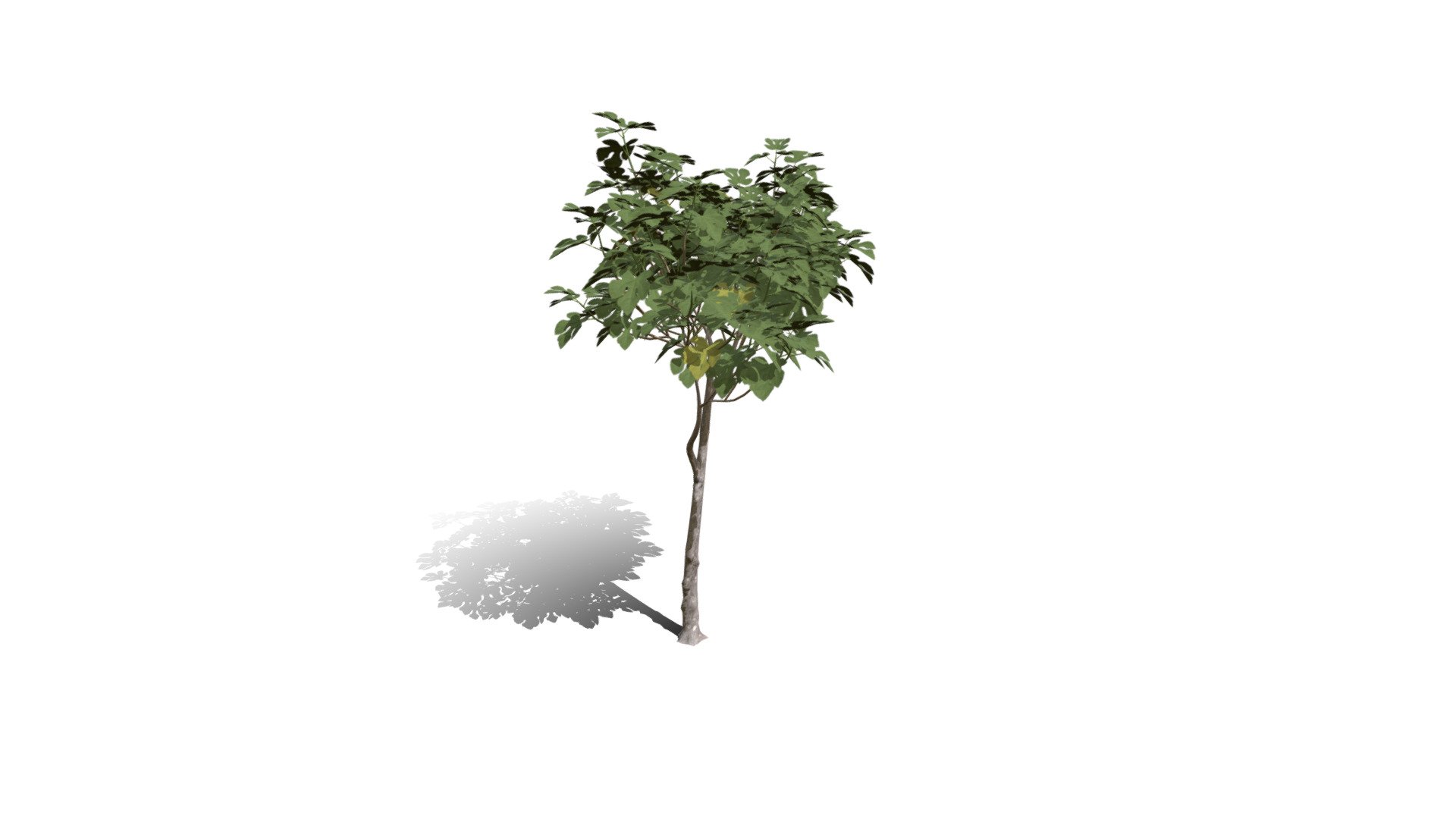 Realistic HD Common fig tree (21/30) - Download Free 3D model by ...